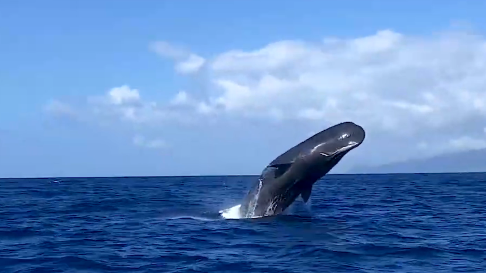 Die faszinierende Welt der Pottwale