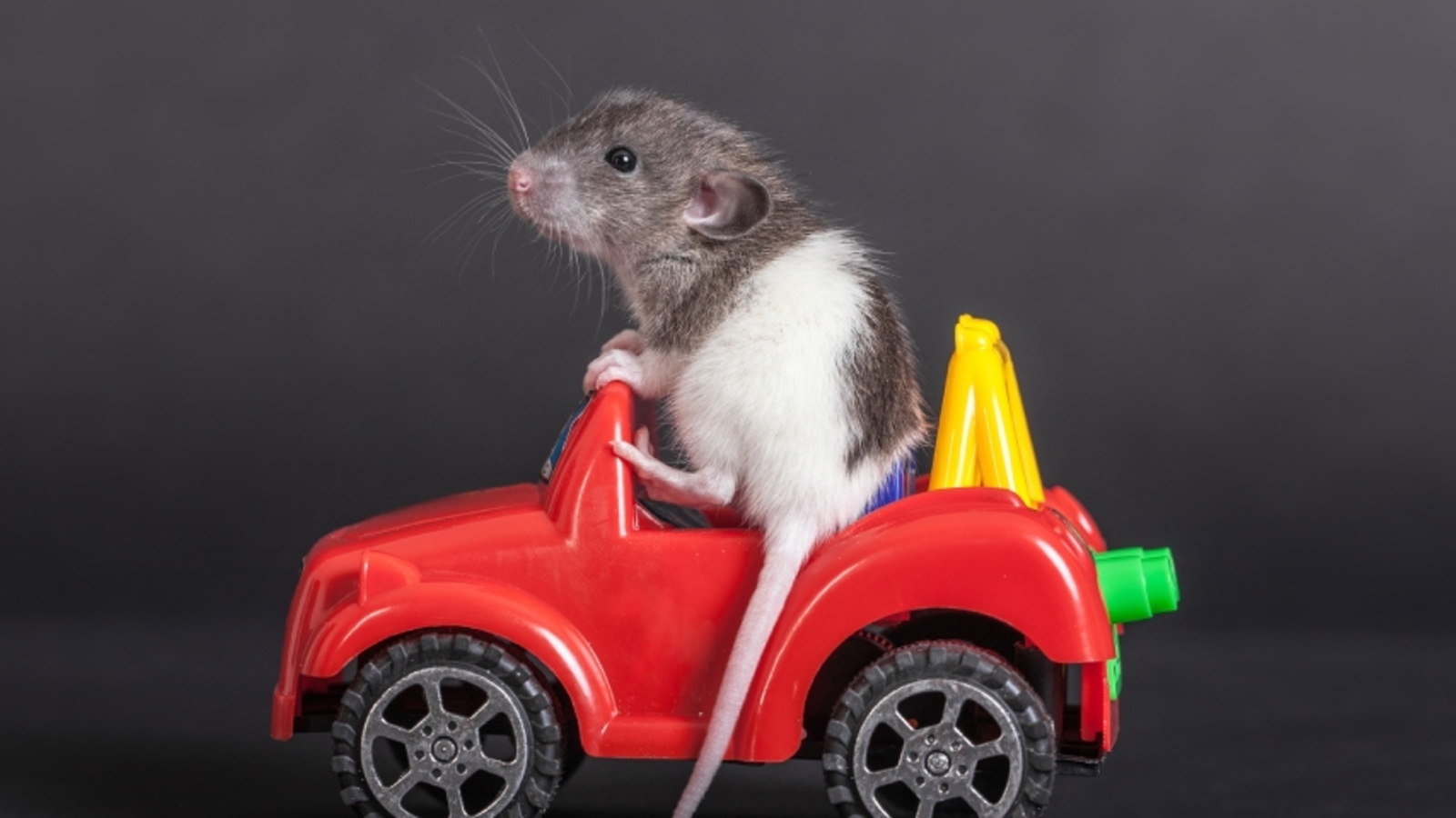 Ratte Im Auto