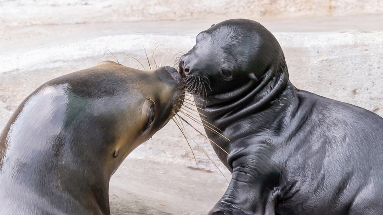 Schönbrunn: So süß ist das Robben-Baby - oe24.at