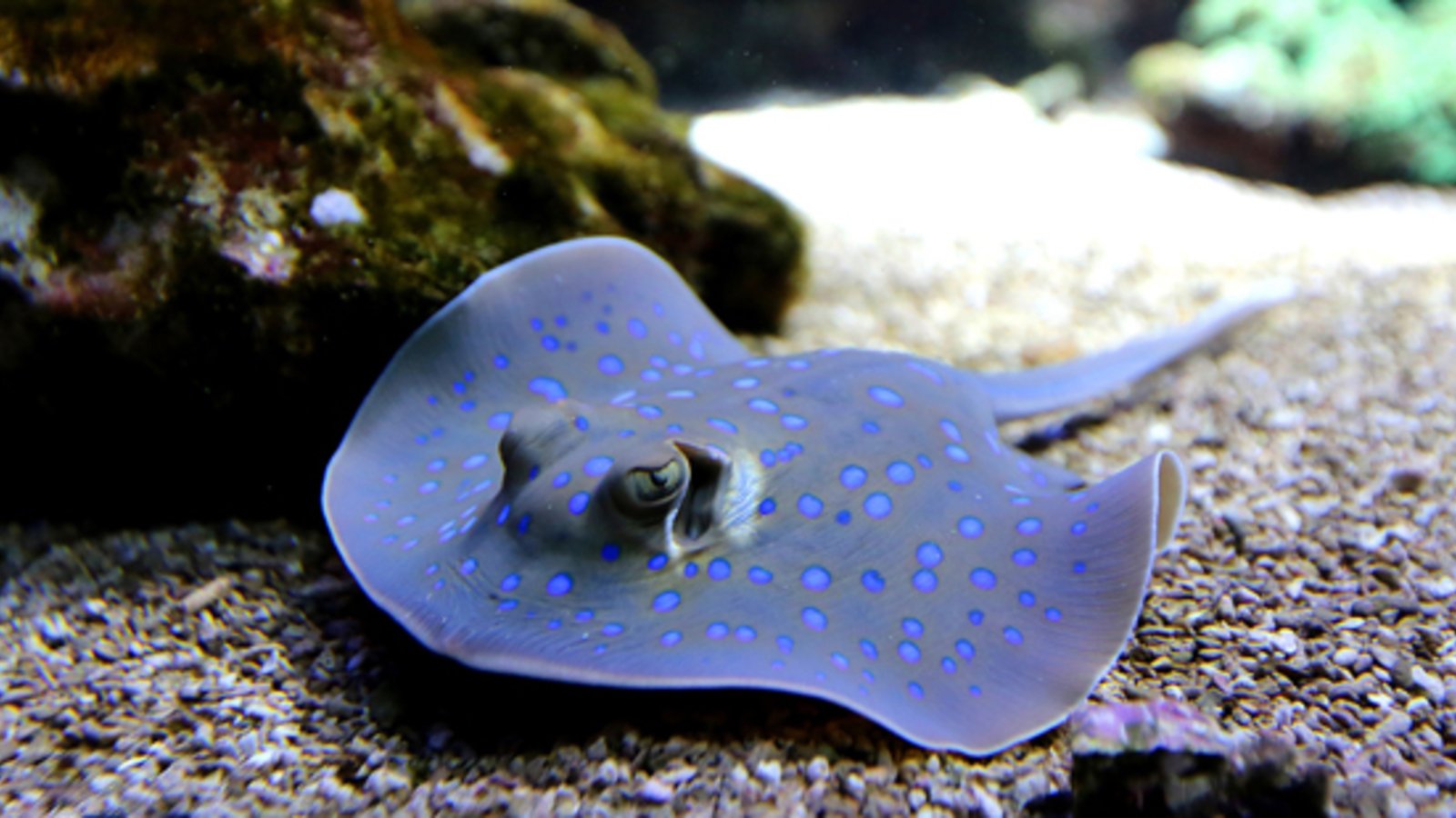 Rochenbabys im Salzburger Haus der Natur