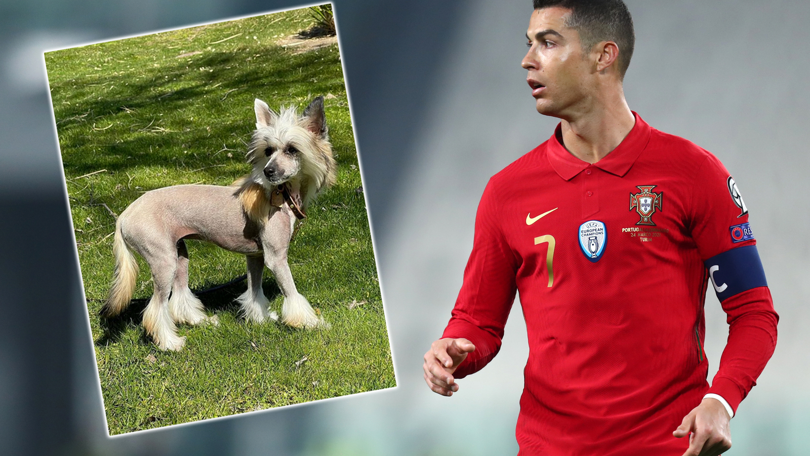 Neuer Ronaldo-Hund wird zu Netz-Lachnummer