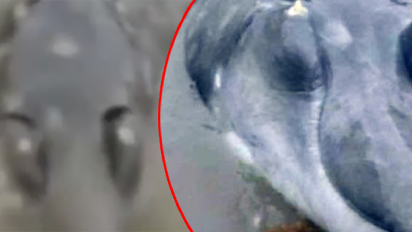 Video zeigt mysteriösen Alien-Fisch