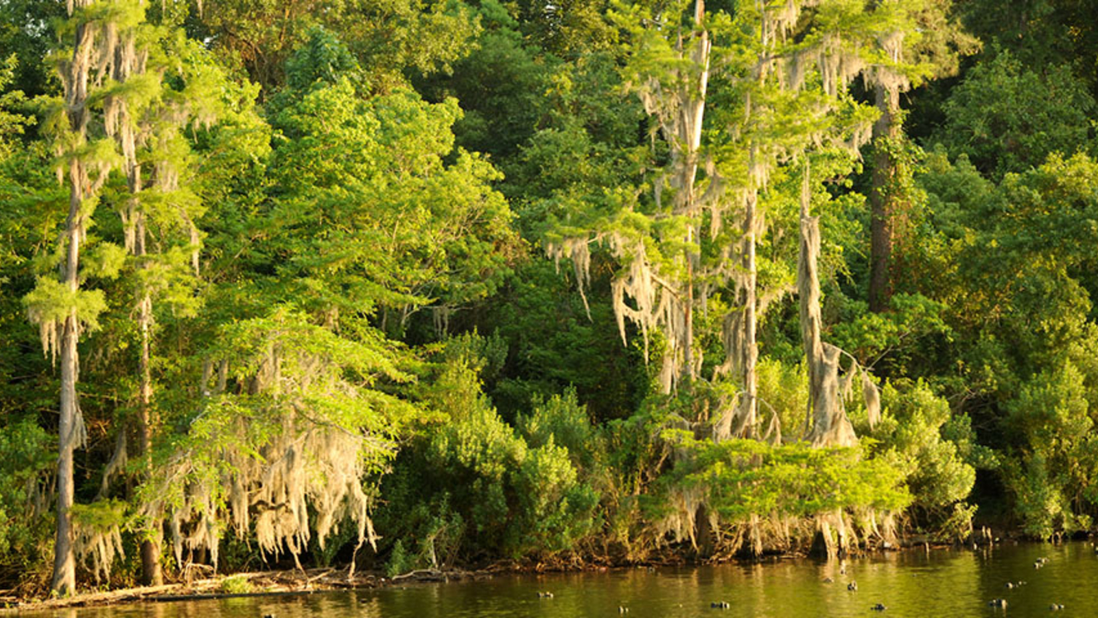 Sam Houston Jones State Park