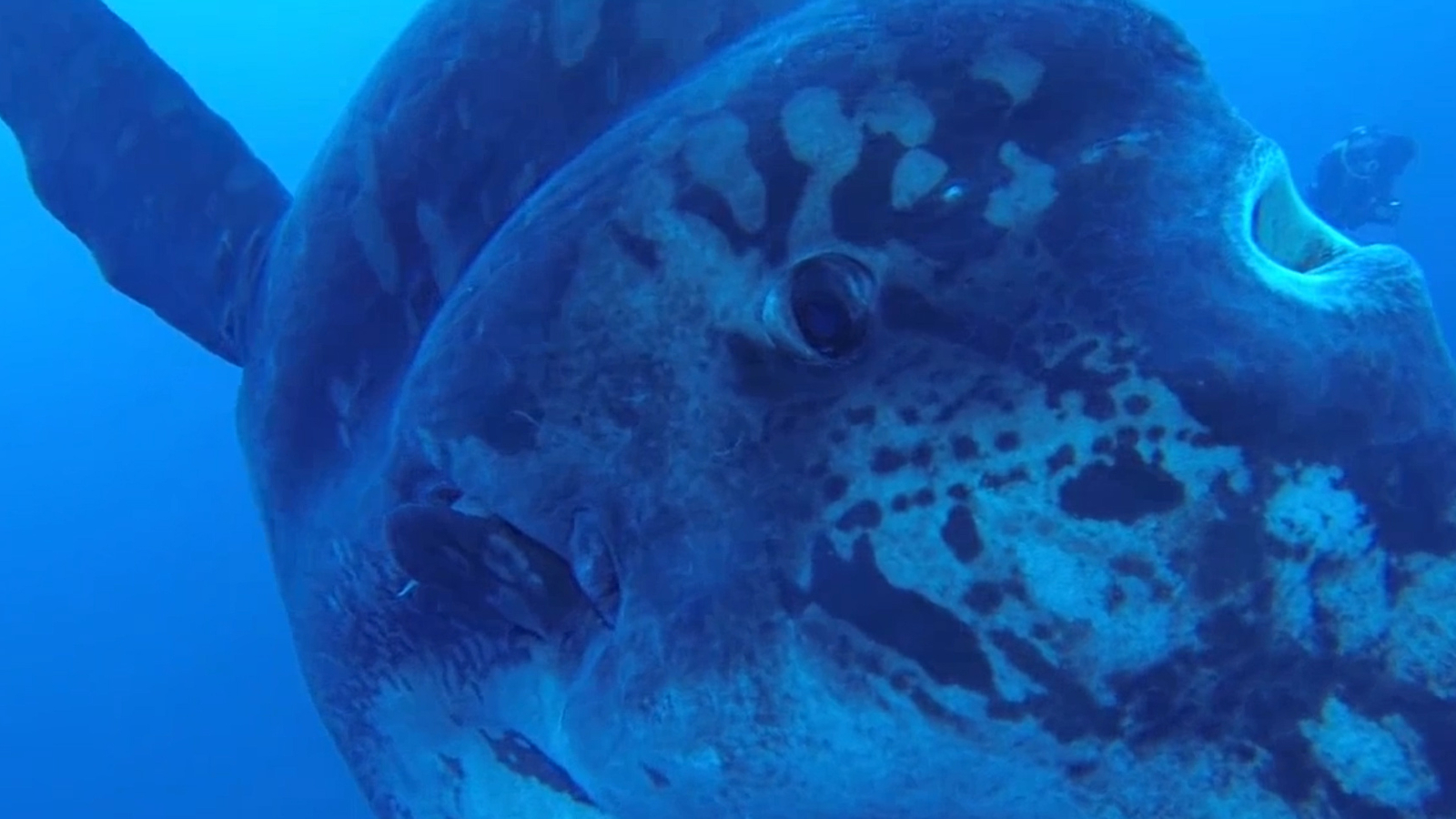 Aufnahmen vom seltenen Mondfisch!