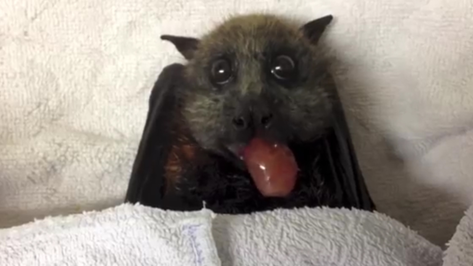 Baby-Fledermaus nascht Weintrauben!