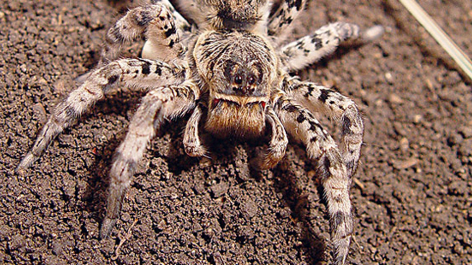 Aufregung um Tarantel-Invasion im Burgenland