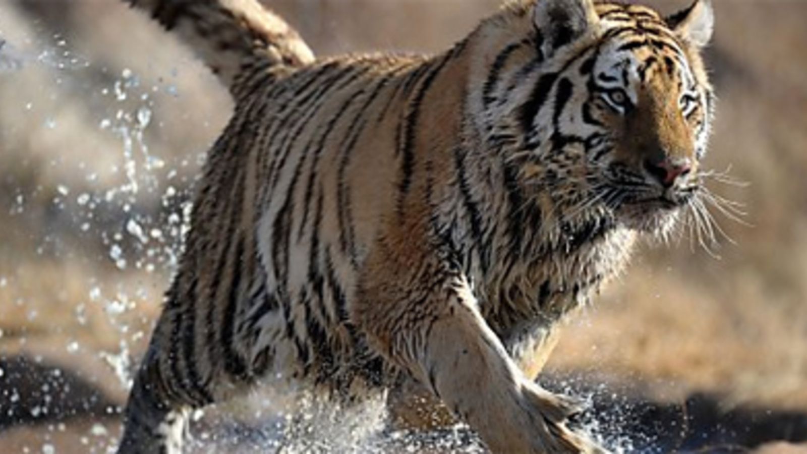 32 Tiger aus Horror-Zoo gerettet