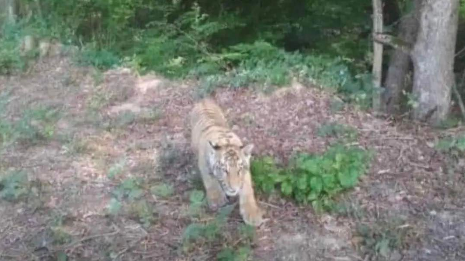 Tiger aus Ukraine-Zoo macht Stadt unsicher