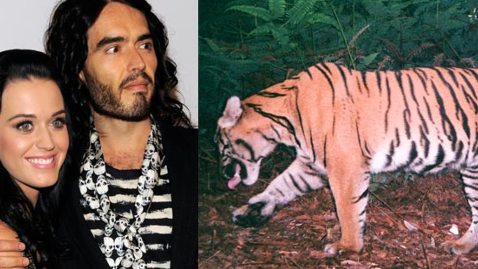 Katy Perry & Russell Brand: Killer-Tiger bedrohte Hochzeitsnacht