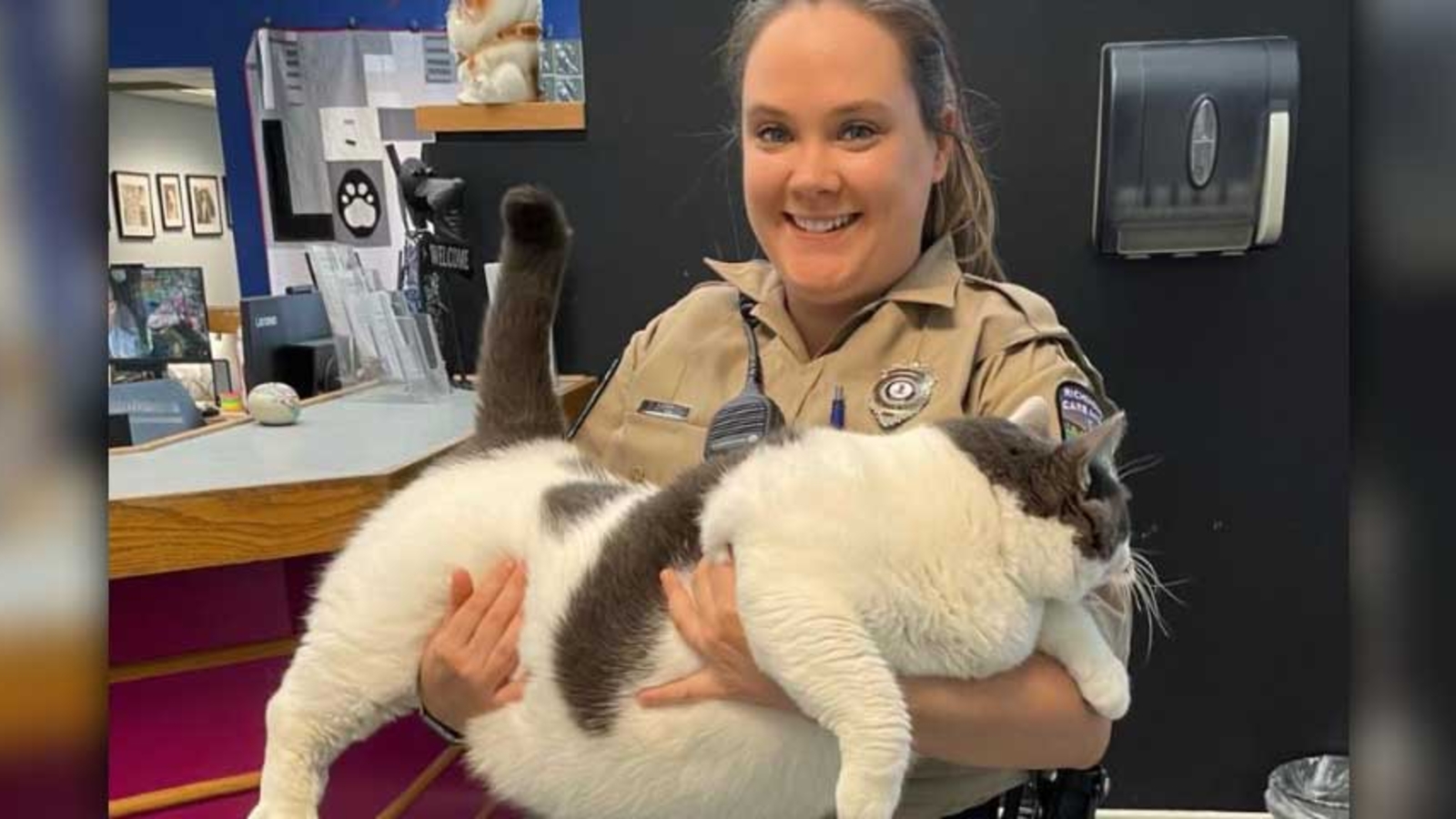 Ist das die dickste Katze der Welt?