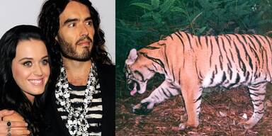 Katy Perry & Russell Brand: Killer-Tiger bedrohte Hochzeitsnacht