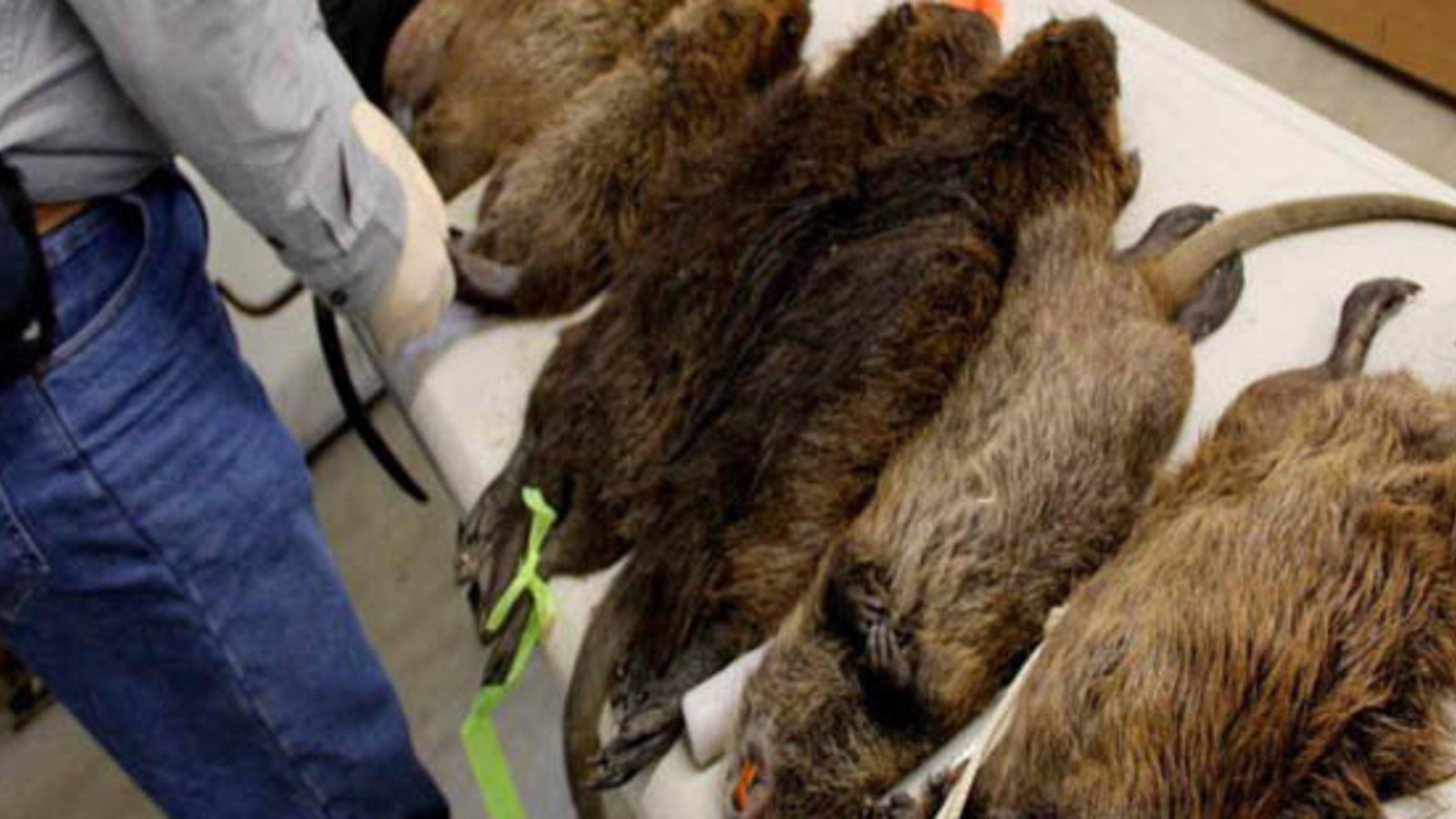 Riesen-Ratten schocken England