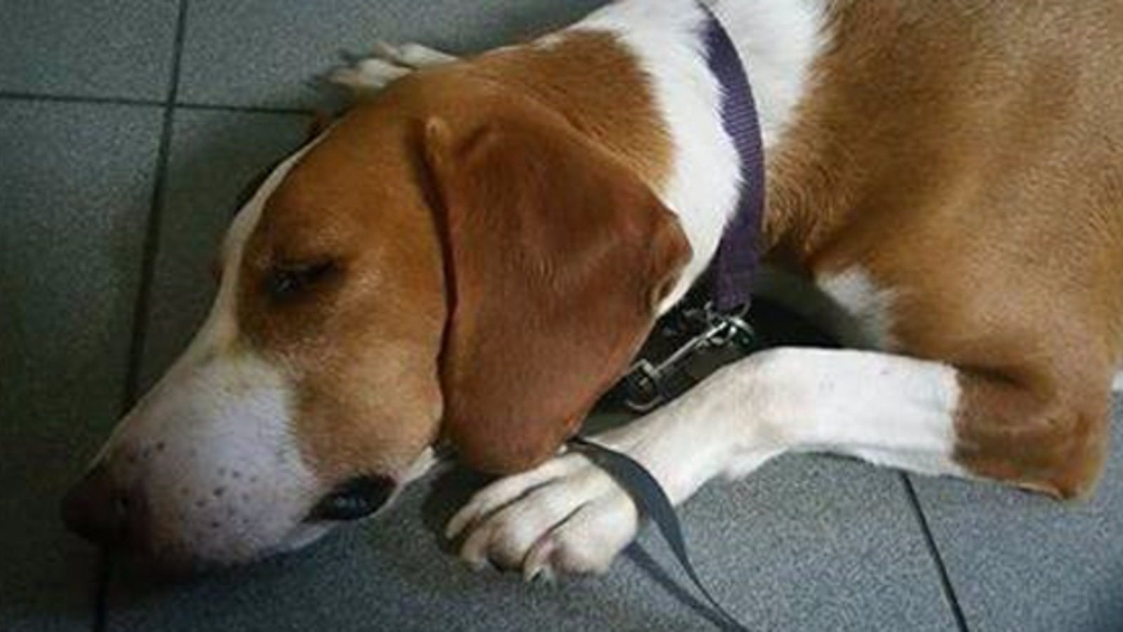 Wilder Streit um toten Hund in Wiener Neustadt entbrannt