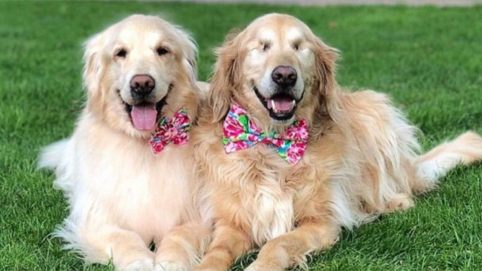 Dieser blinde Hund hat seinen eigenen Blindenhund