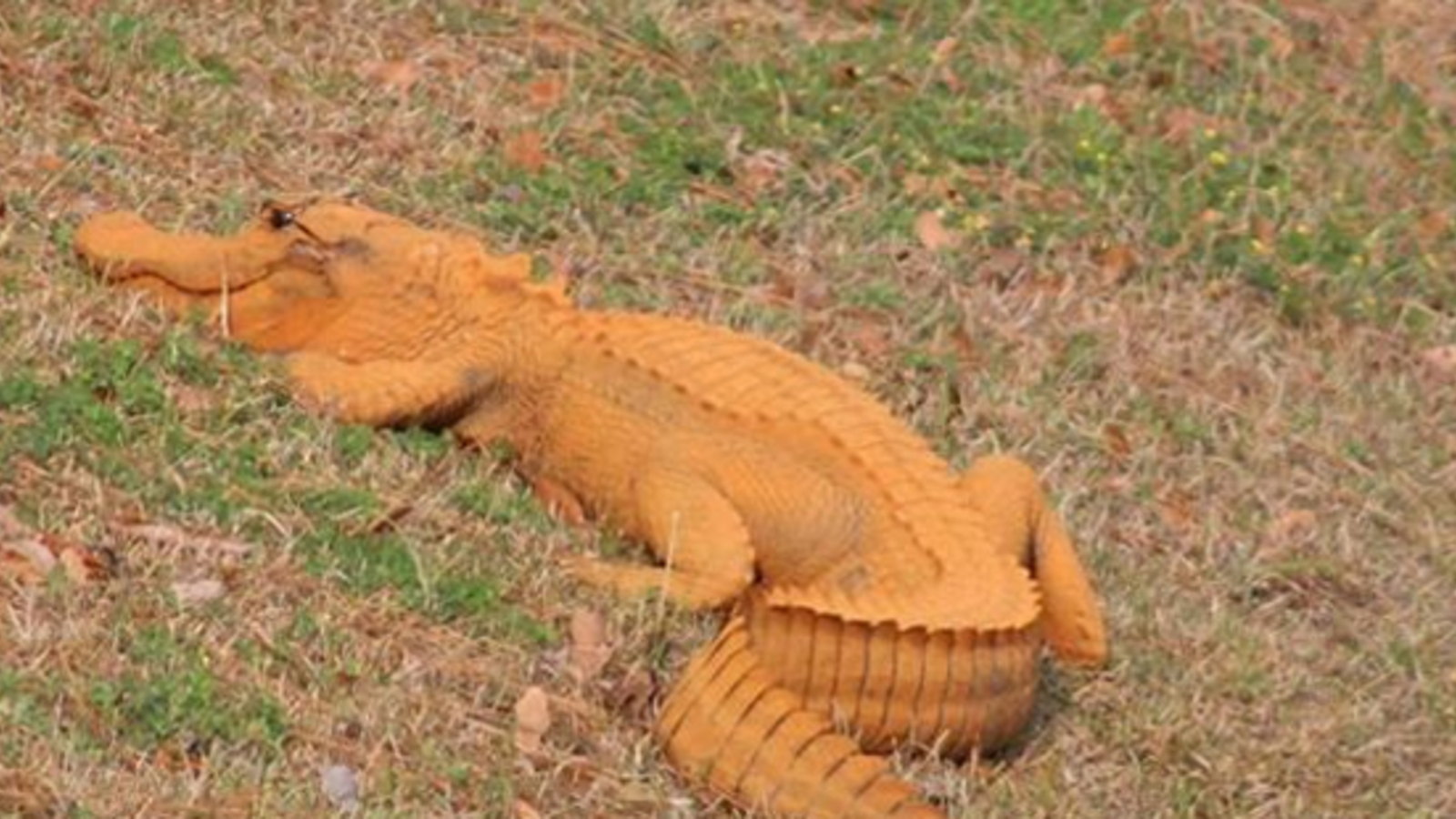 Dieser Alligator ist orange – und keiner weiß warum