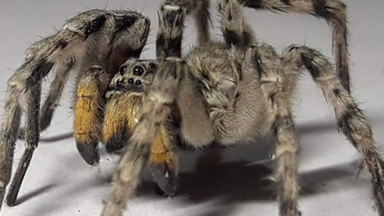 Tarantel-Invasion in Österreich