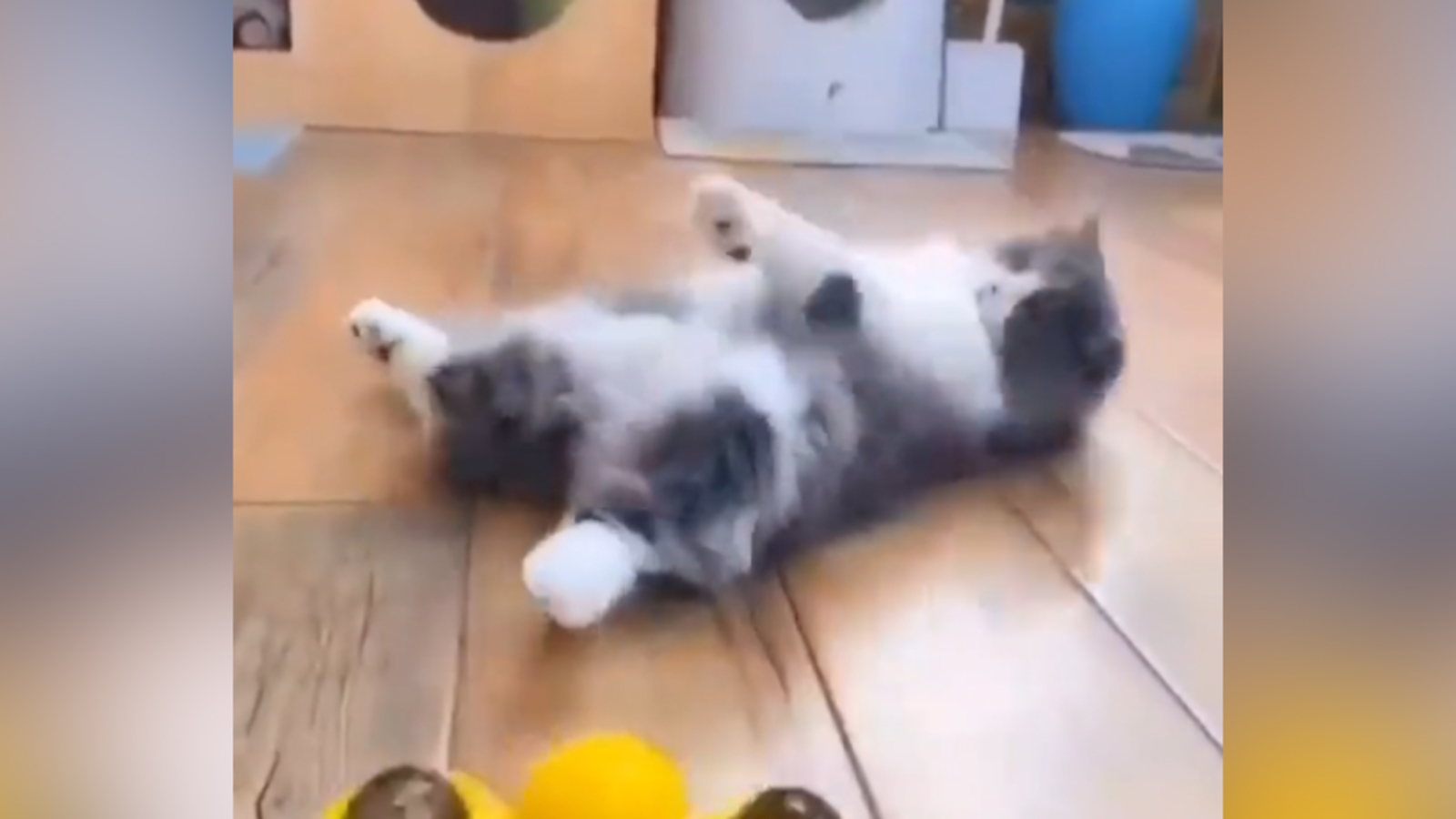 ''Dizzy Kitty'' begeistert das Netz - oe24.at