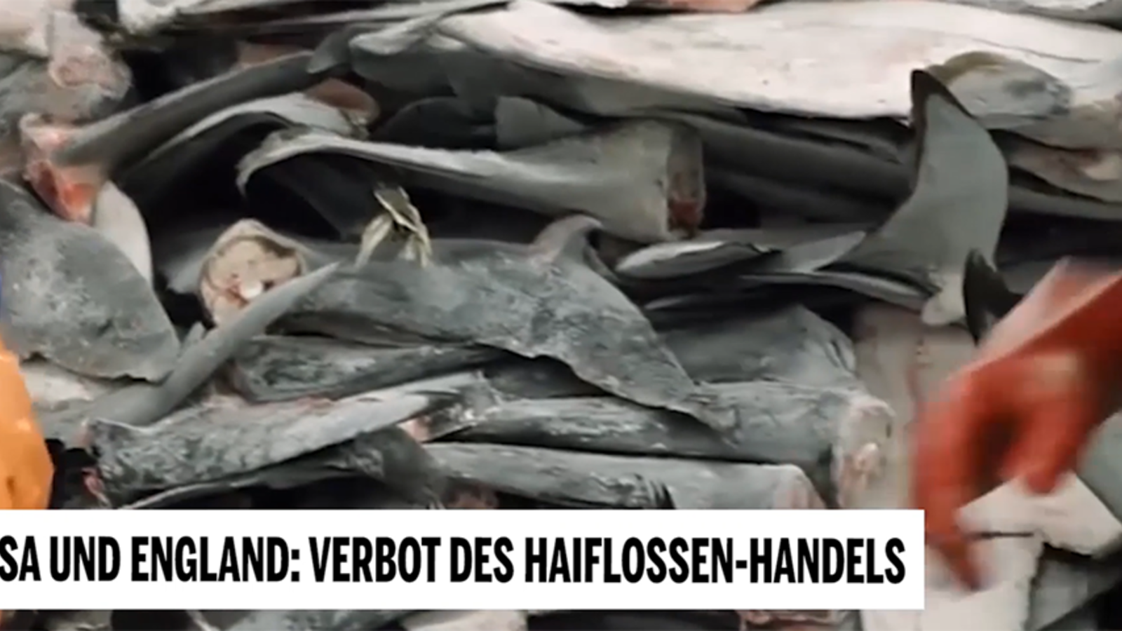 Haiflossen-Handel nun verboten