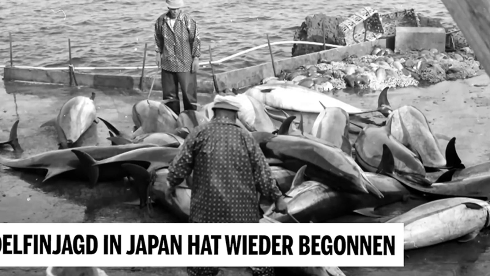 Japan nimmt Delfin-Jagd auf