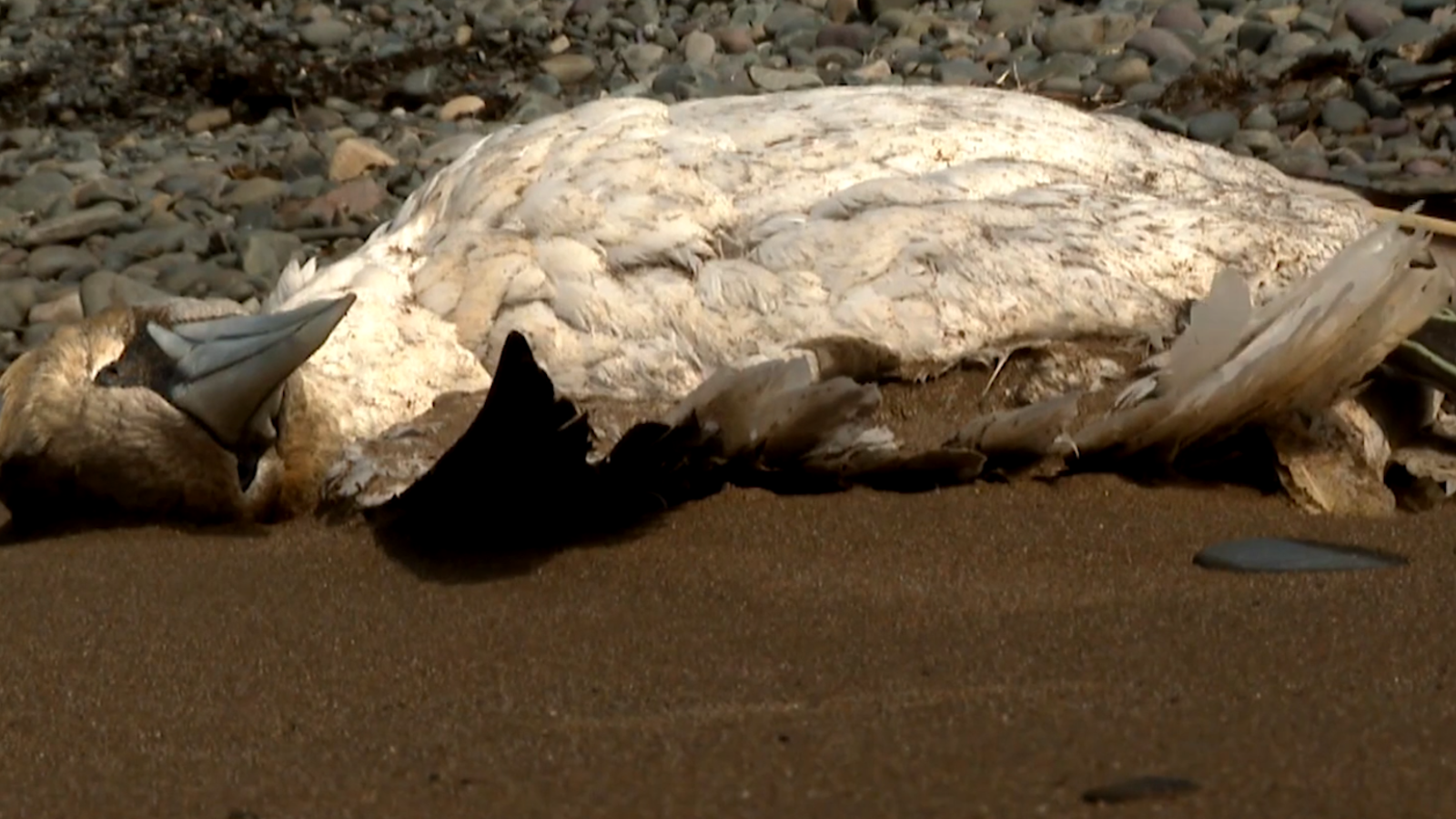 Vogelgrippe bedroht Wildvögel auf englischen Inseln - oe24.at