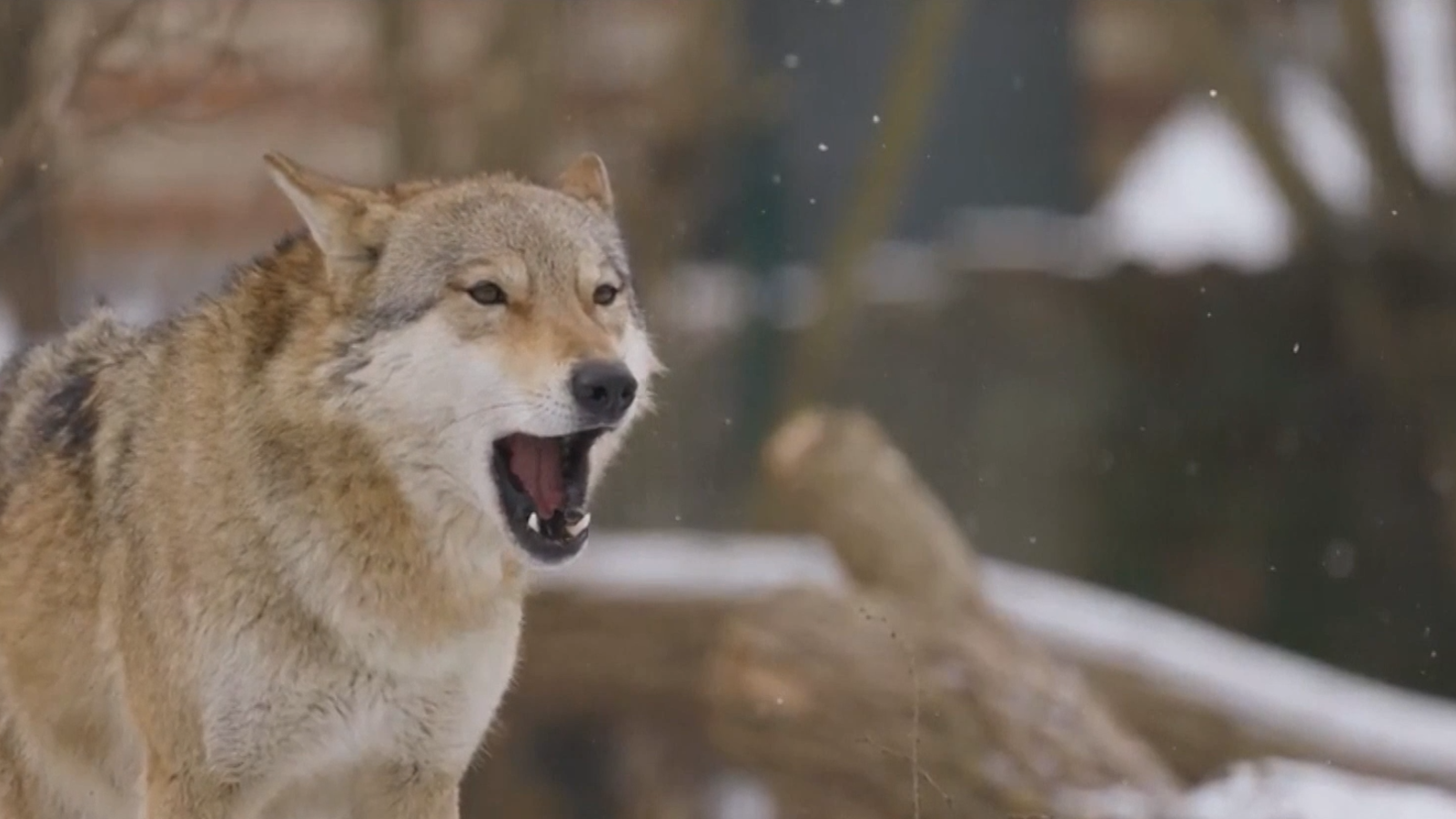 Der vermeintlich böse Wolf: Verhaltensforscher im Interview - oe24.at