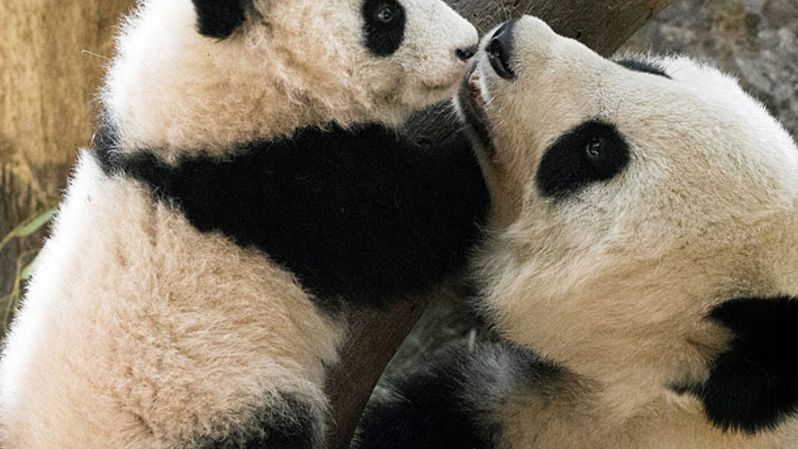 So süß ist Panda-Baby Fu Bao - oe24.at