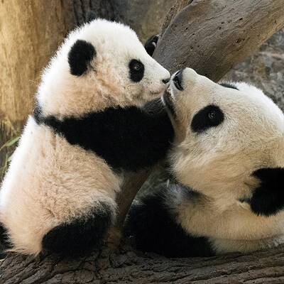 So süß ist Panda-Baby Fu Bao - oe24.at