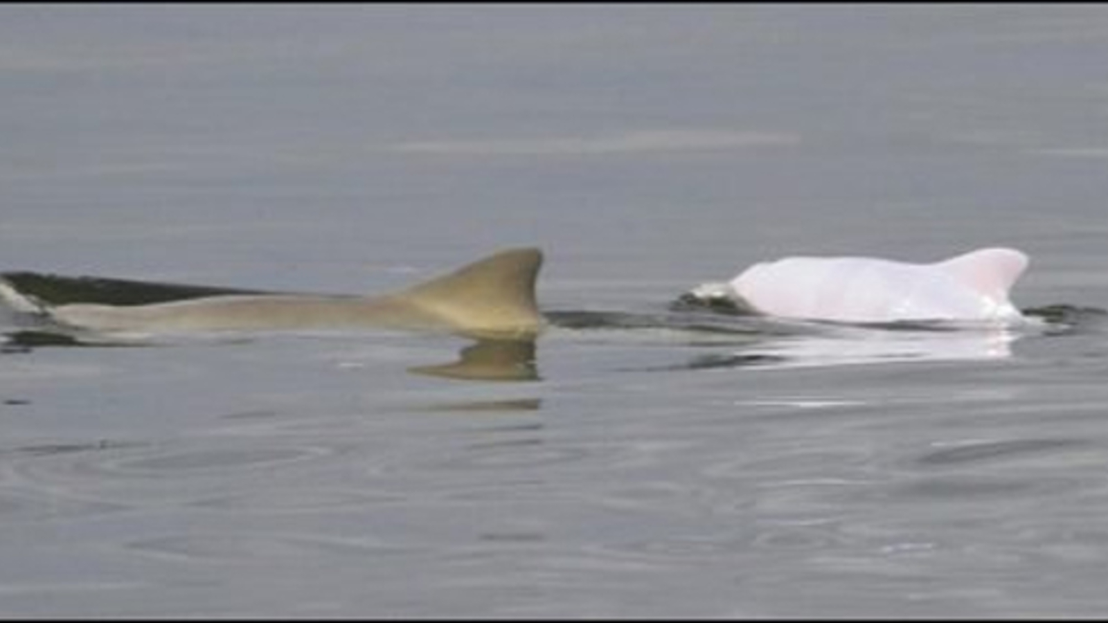 Seltener Albino-Delfin fotografiert