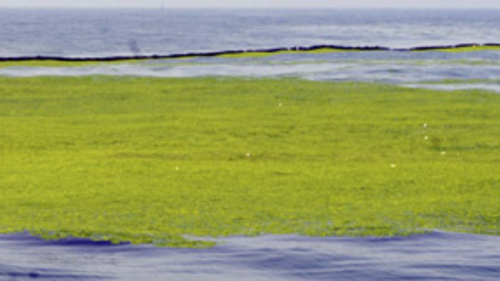 Alarm um giftigen Algenteppich in Italien