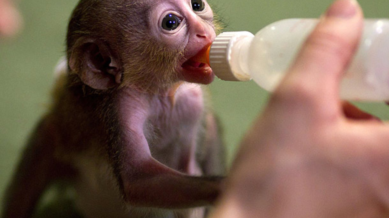 Süßes Affenbaby mit Windel und Fläschchen - oe24.at