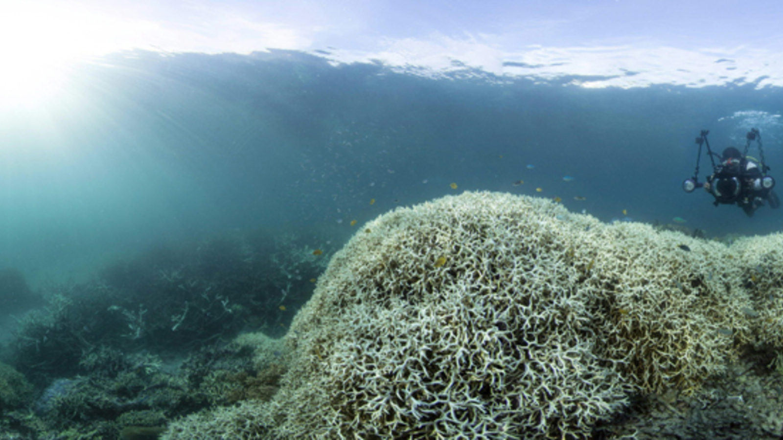 Riesiges zweites Riff am Great Barrier Reef entdeckt