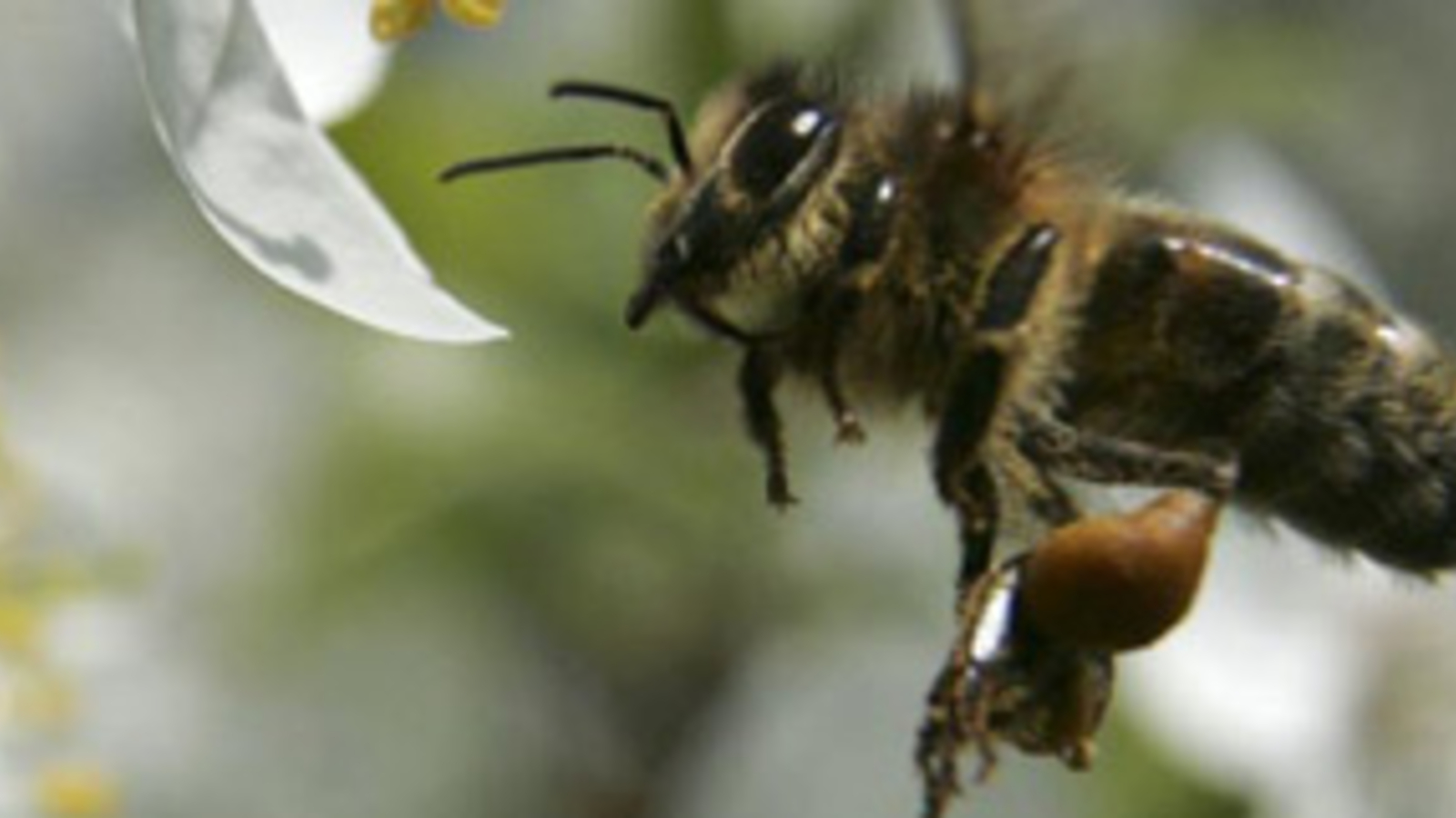 "Killer-Bienen" töteten 66-Jährigen