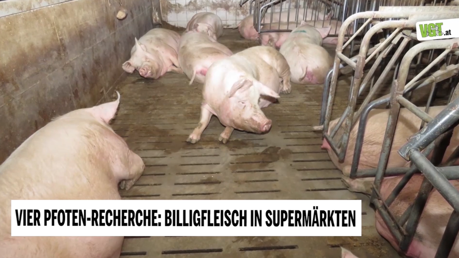 Vier Pfoten-Recherche: Billigfleisch in Supermärkten