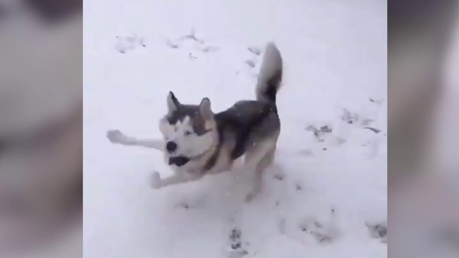 So sehr freut sich dieser blinde Husky über Schnee!