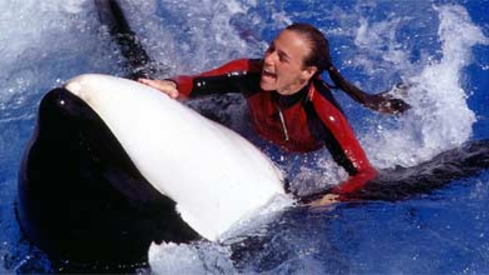 Killer-Orca: Video zeigt die letzte Show