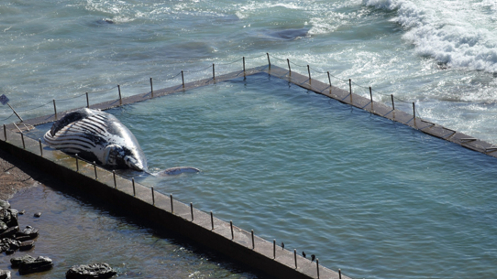Toter Buckelwal in Schwimmbad angespült