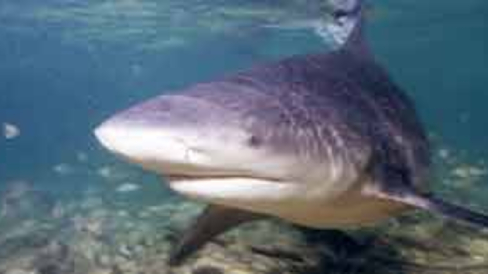 Die wichtigsten Fakten über Bullenhaie - oe24.at