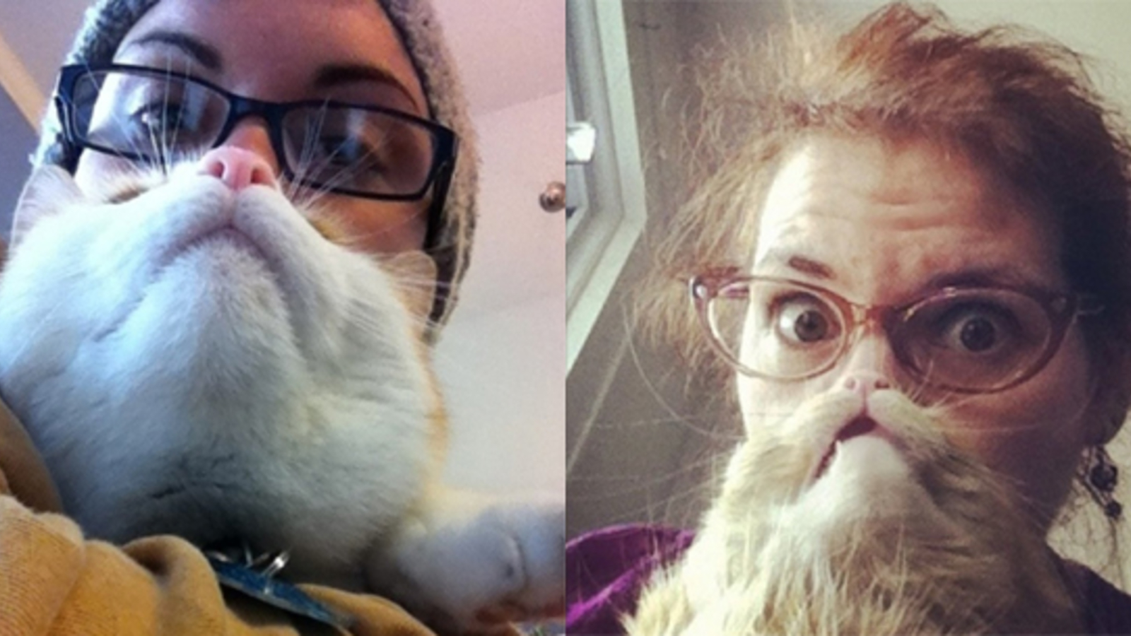 Cat Bearding ist totaler Internet-Trend