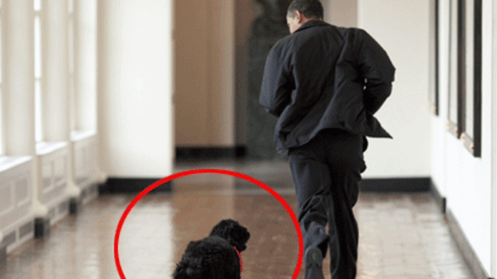Hier spielt Obama mit dem "First Dog"