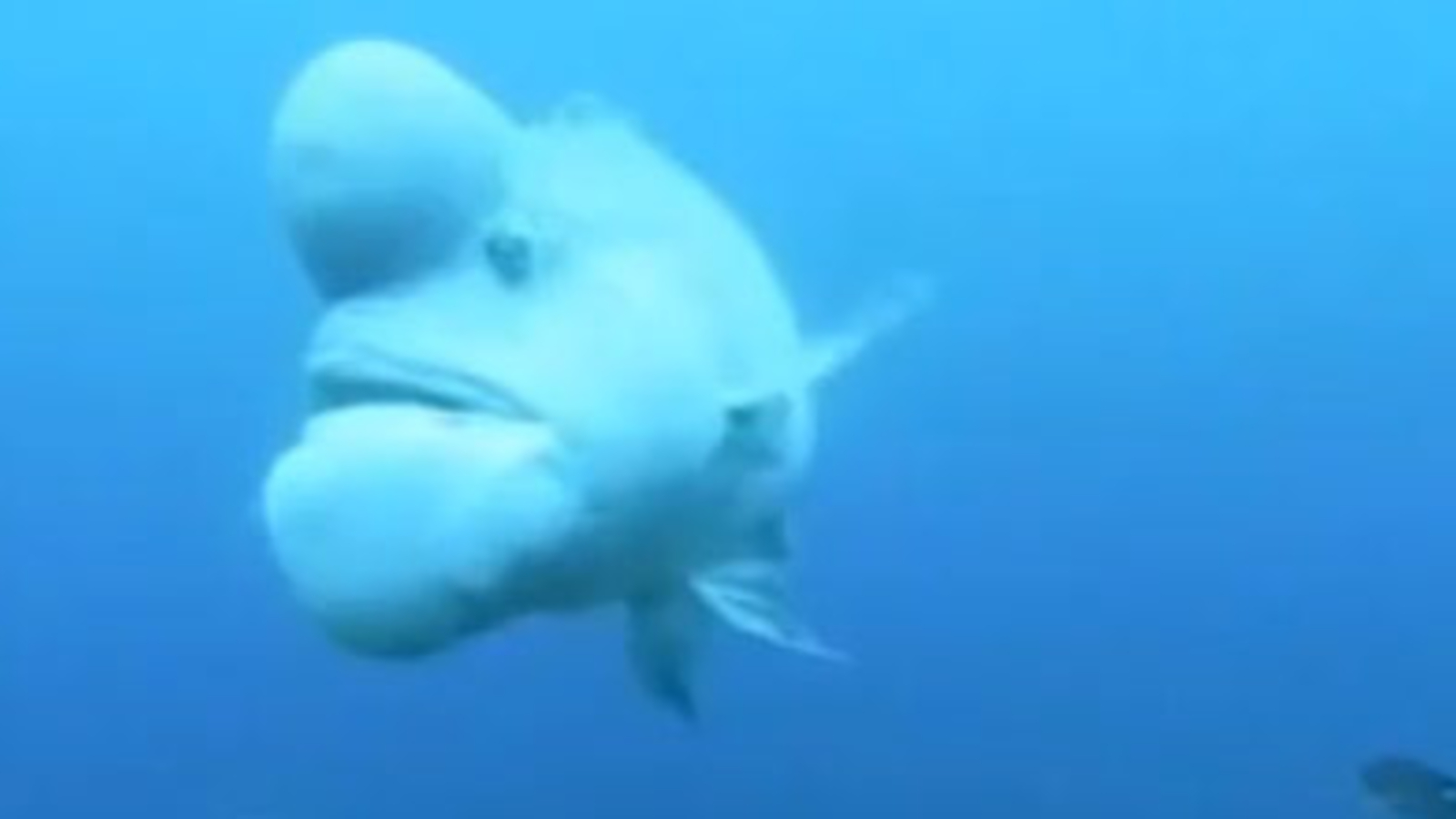 Ist das der hässlichste Fisch der Welt? - Shrek Zahnlippfisch - oe24.at