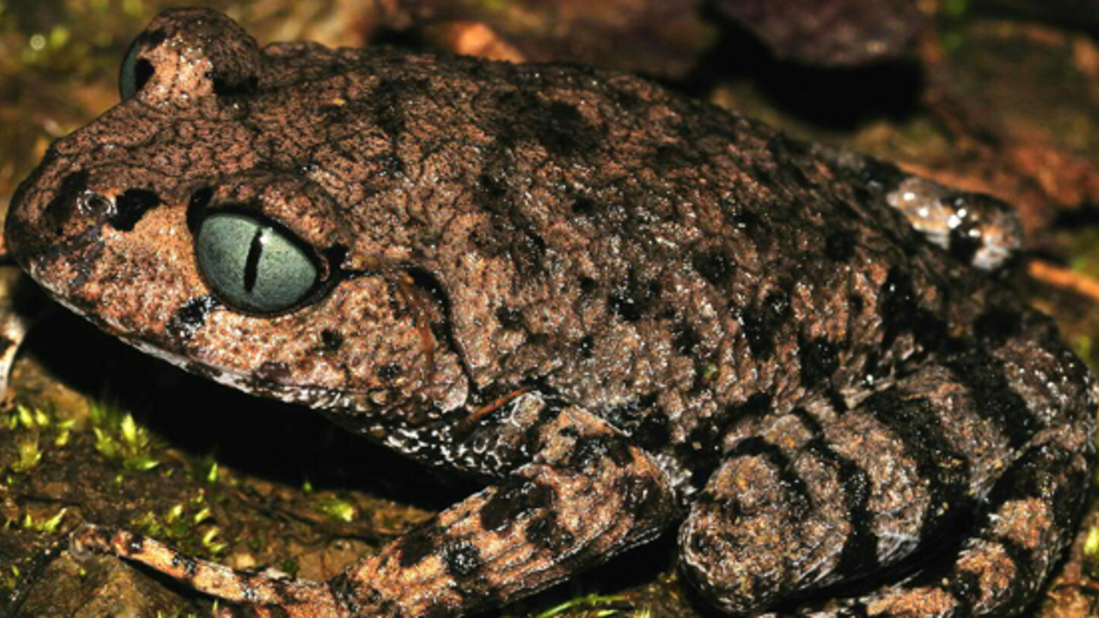 200 neue Tier- und Pflanzenarten entdeckt