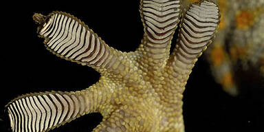 "Bionik - Das Genie der Natur" holen