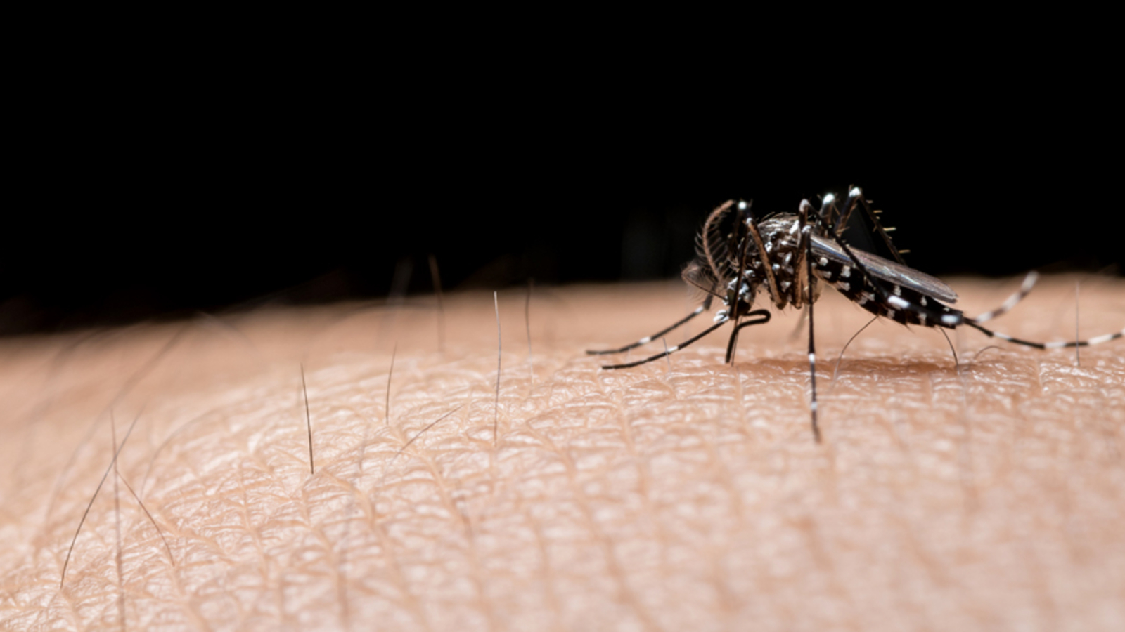 Gelsen-Alarm: Asia-Mücken schon bei uns