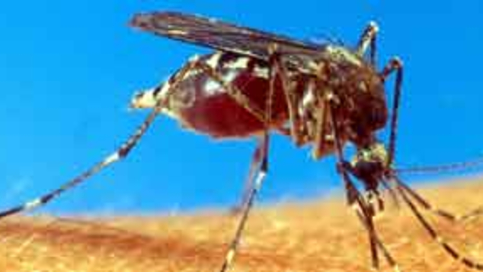 Gelsen-Terror: Darum stechen sie jetzt so brutal