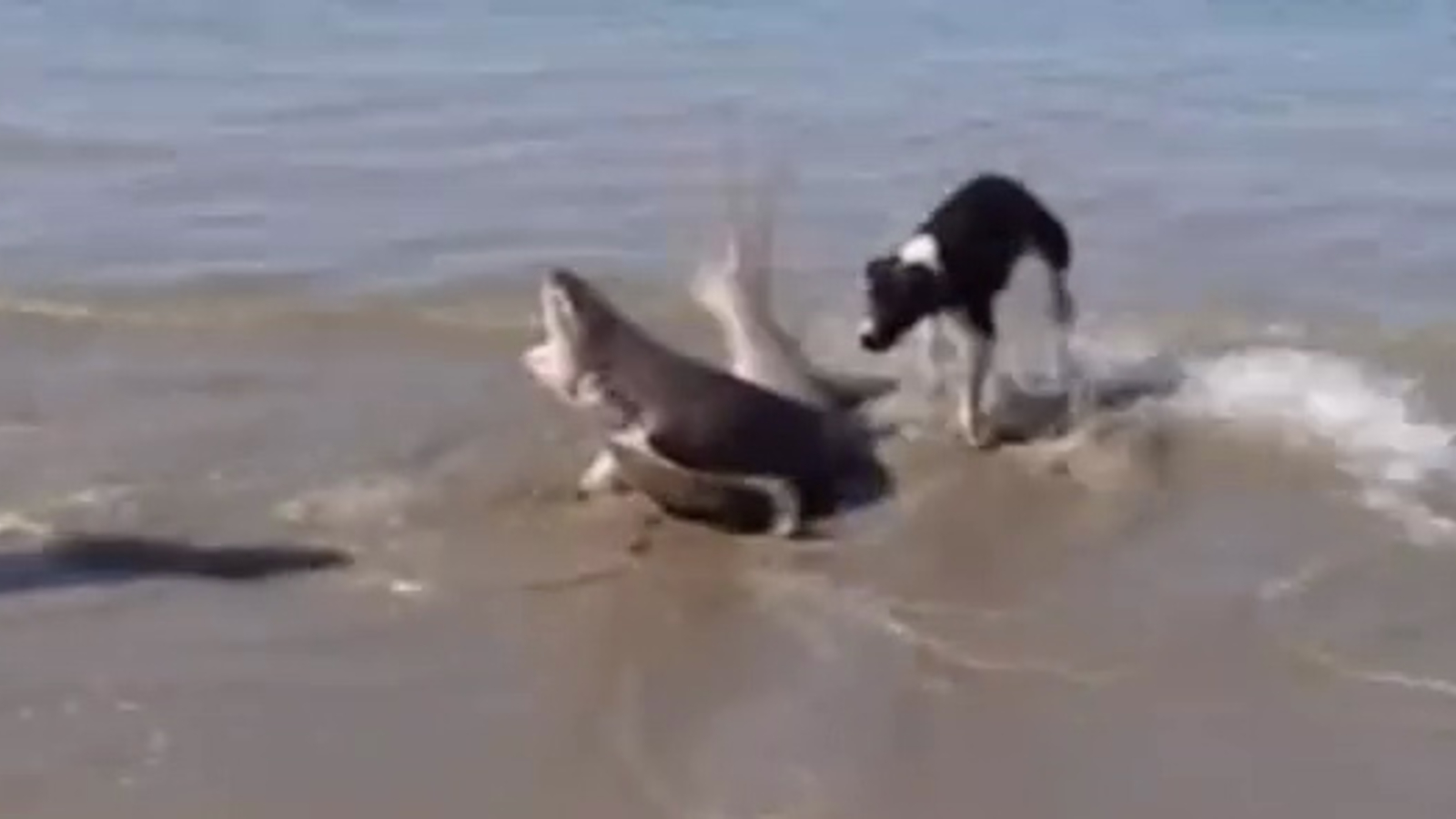 Dramatischer Kampf zwischen Hai und Orca