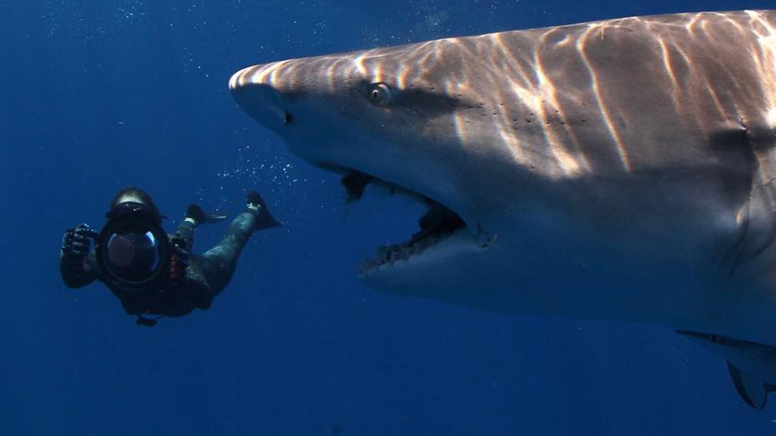 Schluckt hier ein Monster-Hai einen Taucher? - oe24.at