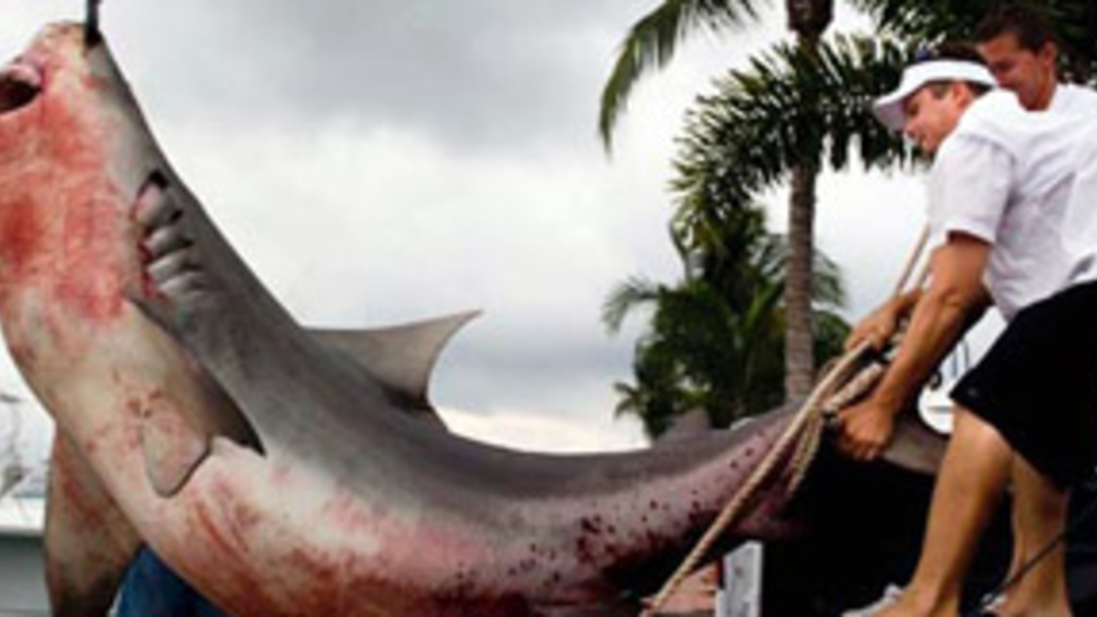 Bub fängt 250 kg Monster-Hai in Florida