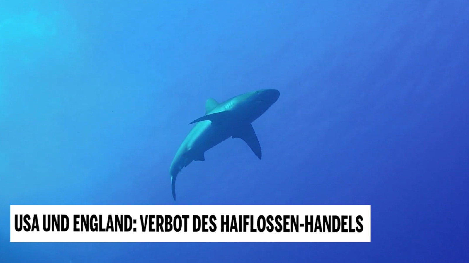 USA und England: Verbot des Haiflossen-Handels - oe24.at