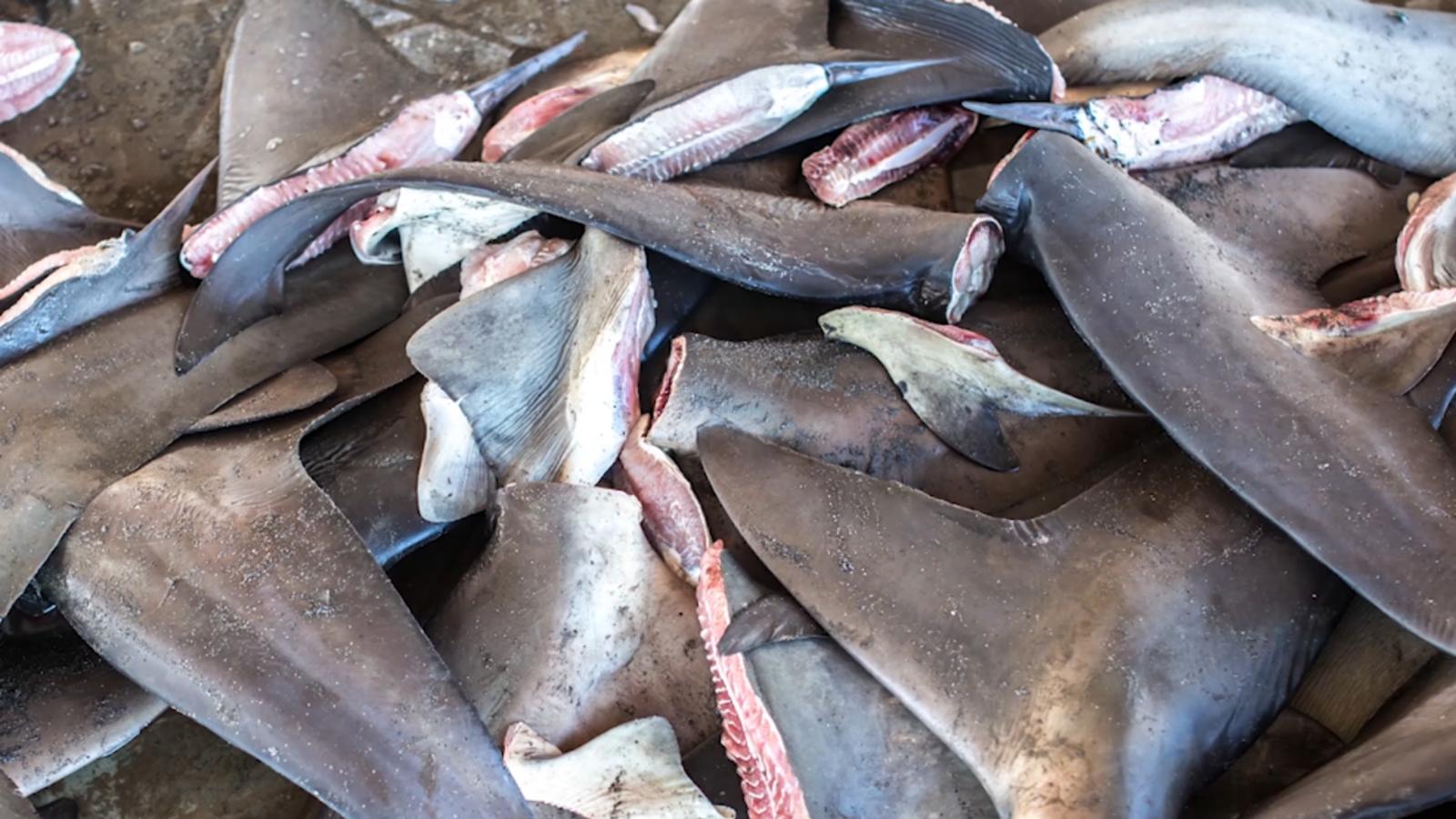 Blutige Delikatesse: Die Haifischflossen-Suppe