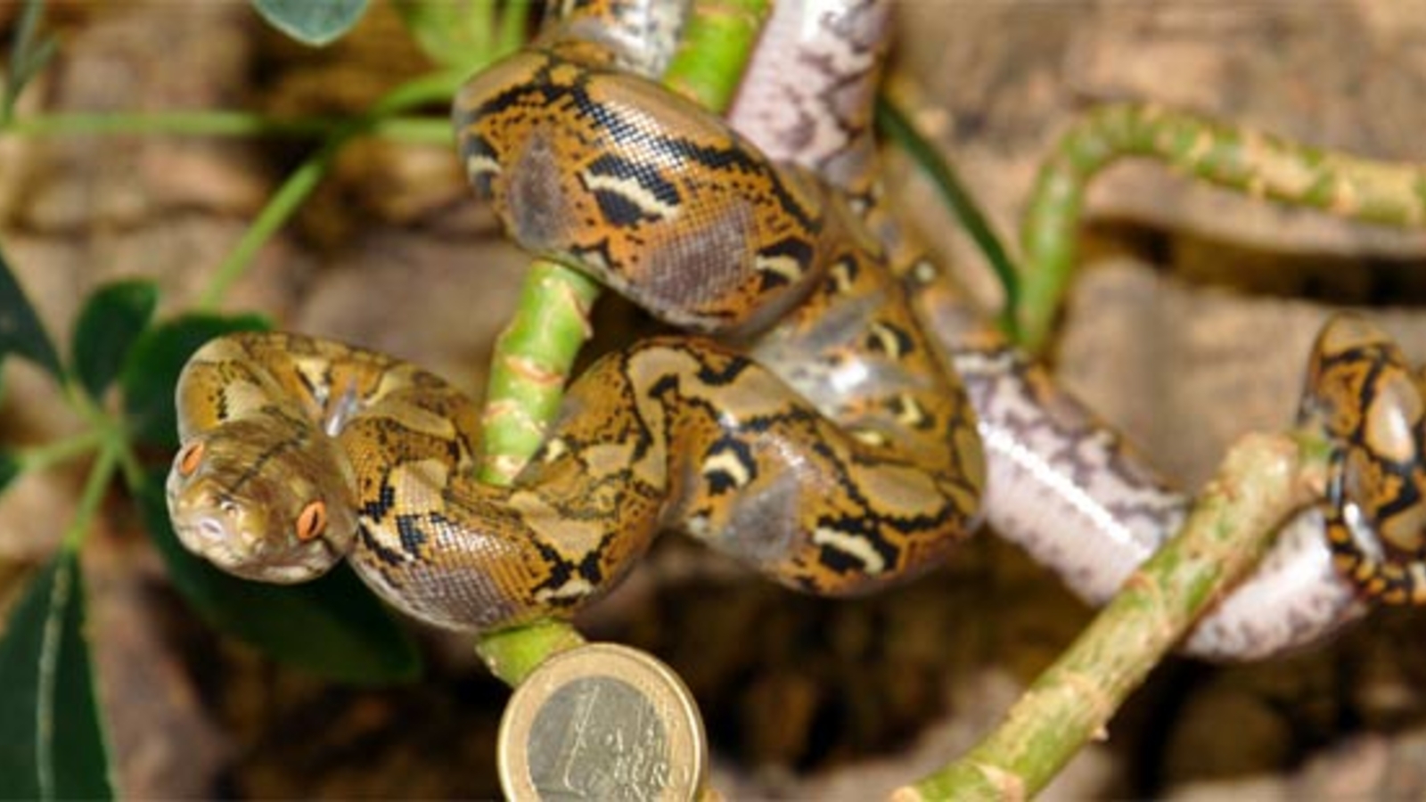 Pythonbabys im Haus des Meeres geschlüpft